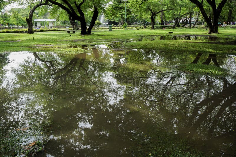 Tree shadow in the water stock image. Image of branch - 220137701
