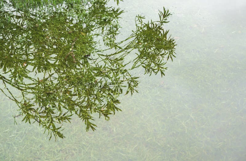 Tree shadow in the water stock image. Image of mystery - 220137799