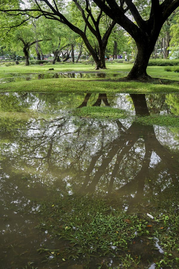 Tree shadow in the water stock photo. Image of tree - 220138176