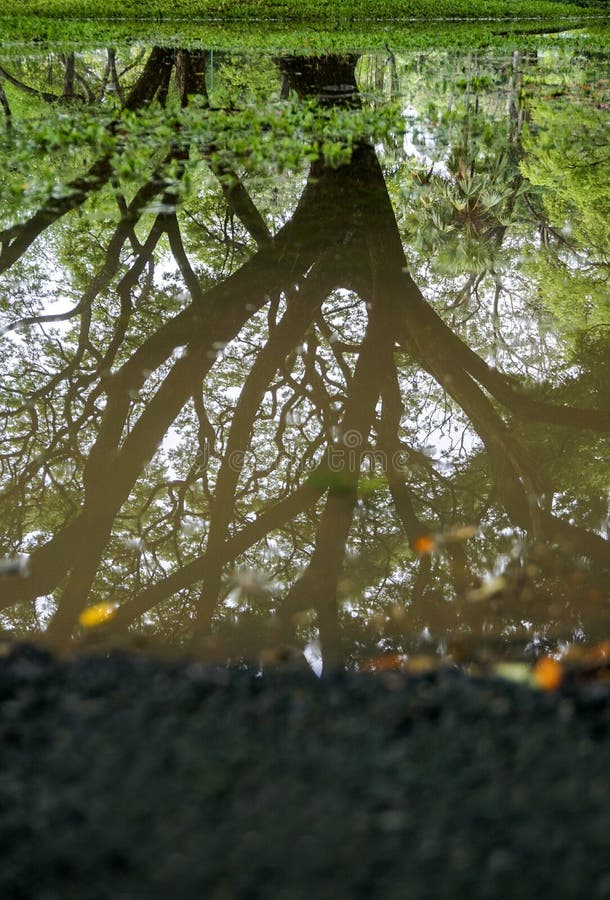 Tree shadow in the water stock image. Image of trees - 220138407
