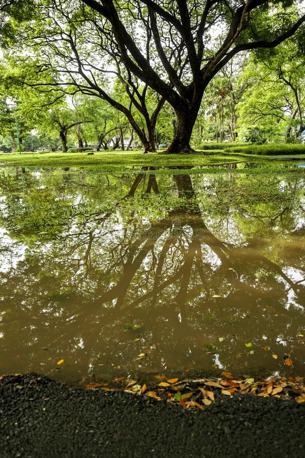 Tree shadow in the water stock image. Image of trees - 220138507