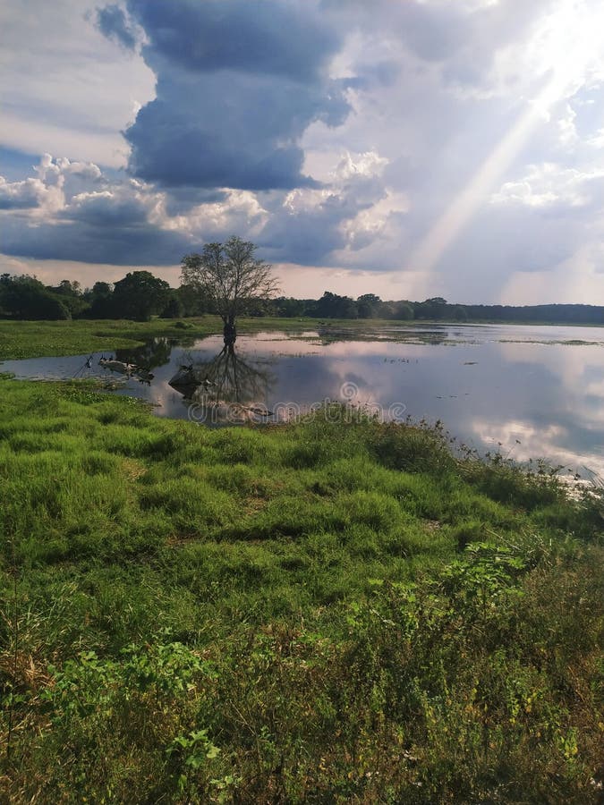 A Tree with a Shadow on Water, Under a Dark Cloud with a Rainbow Light ...