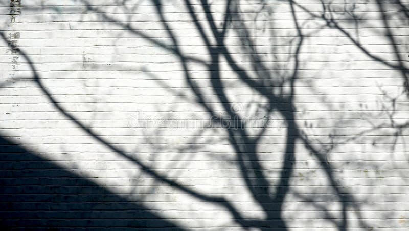 Tree Shadow on the White Brick Wall Stock Image - Image of backdrop ...