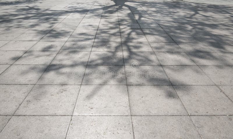 Tree Shadow on the White Concrete Blackground Stock Photo - Image of ...