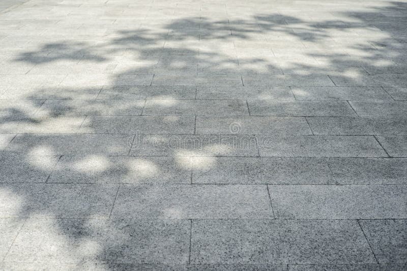 Tree Shadow on the White Concrete Blackground Stock Photo - Image of ...