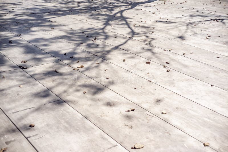 Tree Shadow on the White Concrete Blackground Stock Photo - Image of ...