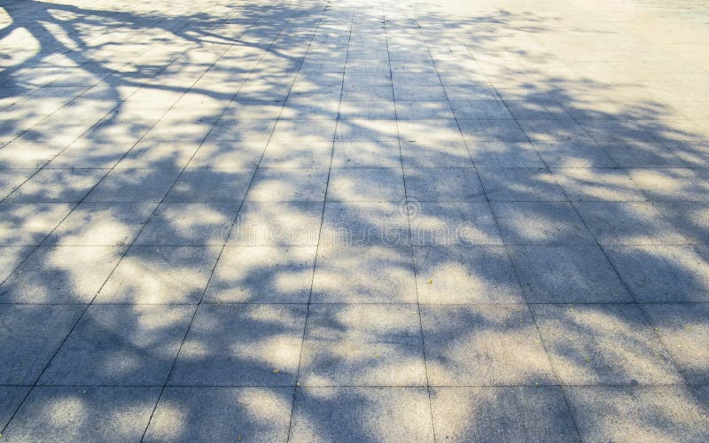 Tree Shadow on the White Concrete Blackground Stock Photo - Image of ...