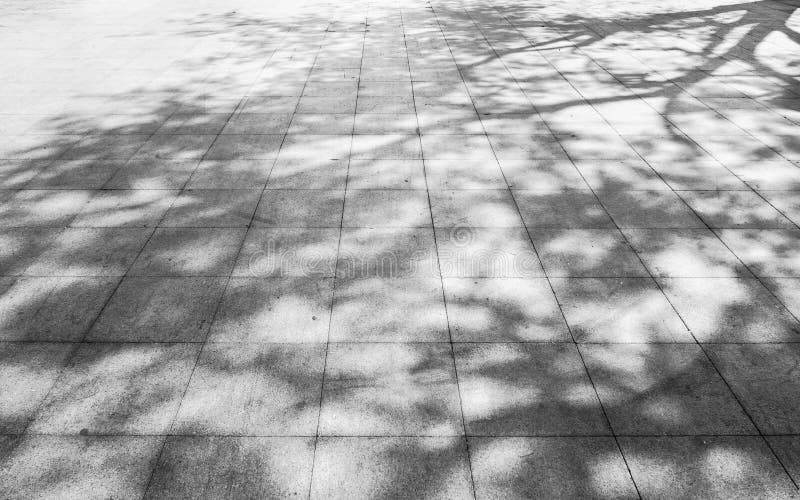 Tree Shadow on the White Concrete Blackground Stock Photo - Image of ...