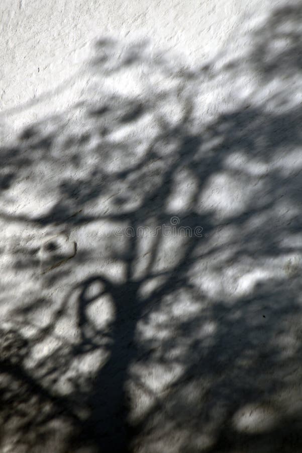 Shadow of a Tree on White Wall and Narrow Window Stock Image - Image of ...