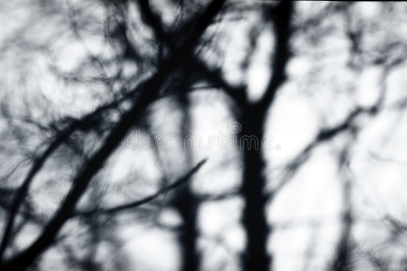 Tree Shadow on the White Wall Stock Photo - Image of outdoors, leaf ...