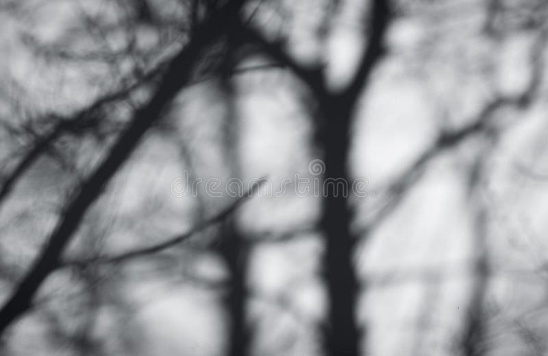 Tree Shadow on the White Wall Stock Image - Image of shadow, area ...