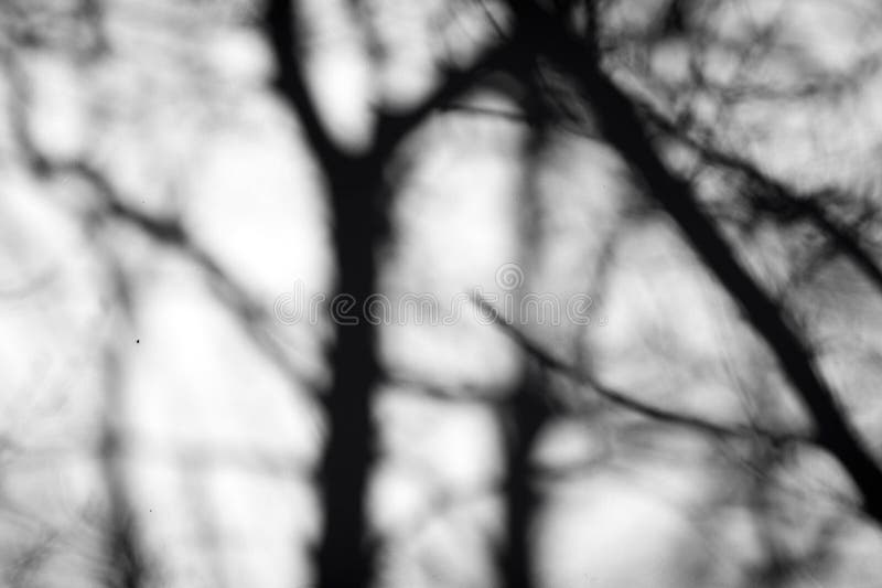 Tree Shadow on the White Wall Stock Photo - Image of outside, exterior ...