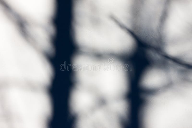 Tree Shadow on the White Wall Stock Image - Image of light, outdoors ...
