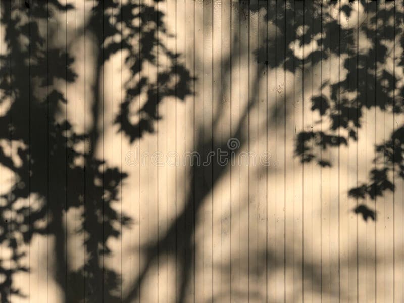 Tree Shadow on the White Wall Pattern Stock Image - Image of sunny ...