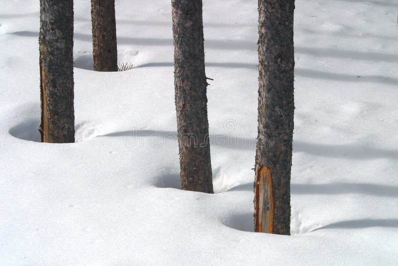 Tree Shadows stock image. Image of colorado, snow, rocky - 138677