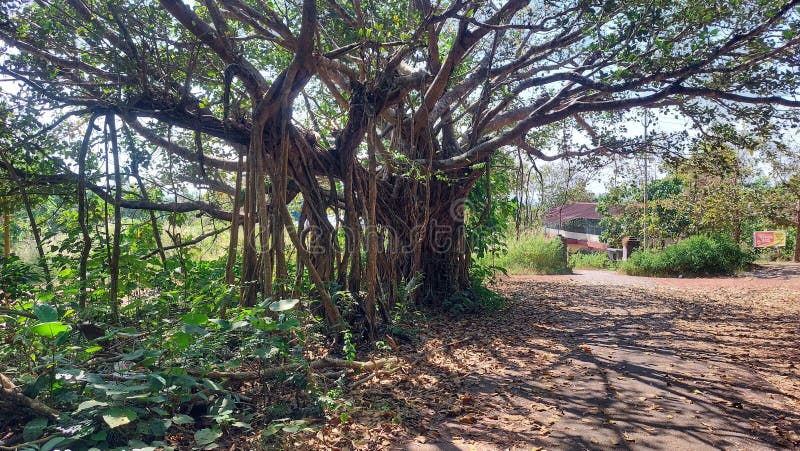 Tree and Shadows in a Nature Park Stock Image - Image of support ...