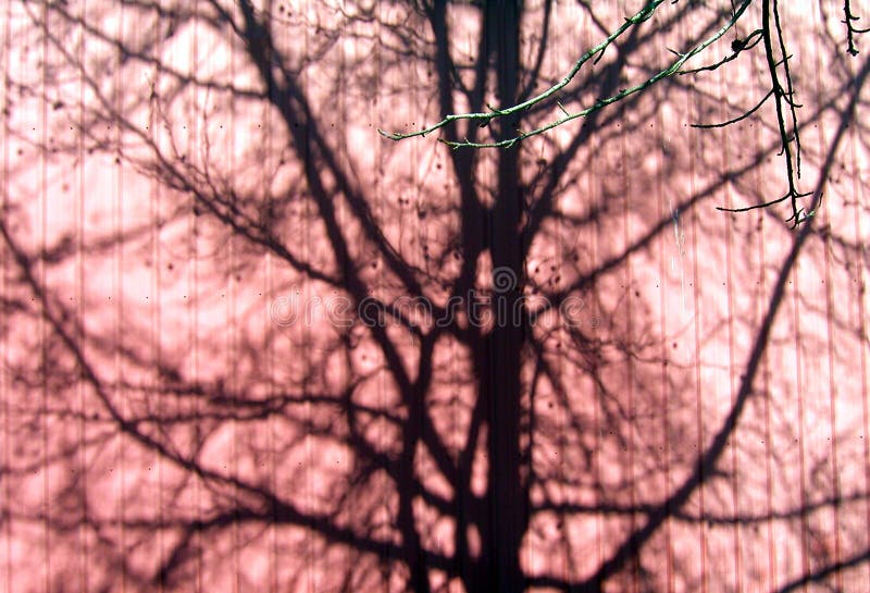 Tree Shadows stock photo. Image of branches, nature, abstract - 72132