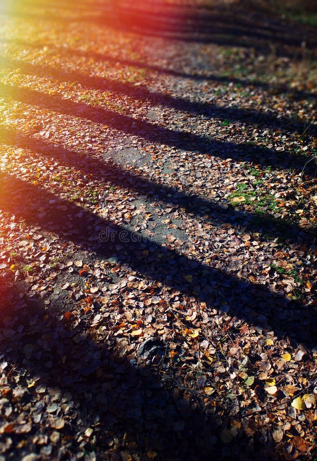 Tree Shadows On Autumn Park Ground Background Stock Photo - Image of ...