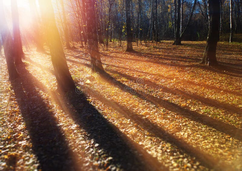 Tree Shadows on Autumn Park Ground Background Stock Image - Image of ...