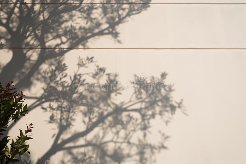 Tree Shadows background. stock photo. Image of abstract - 77283116