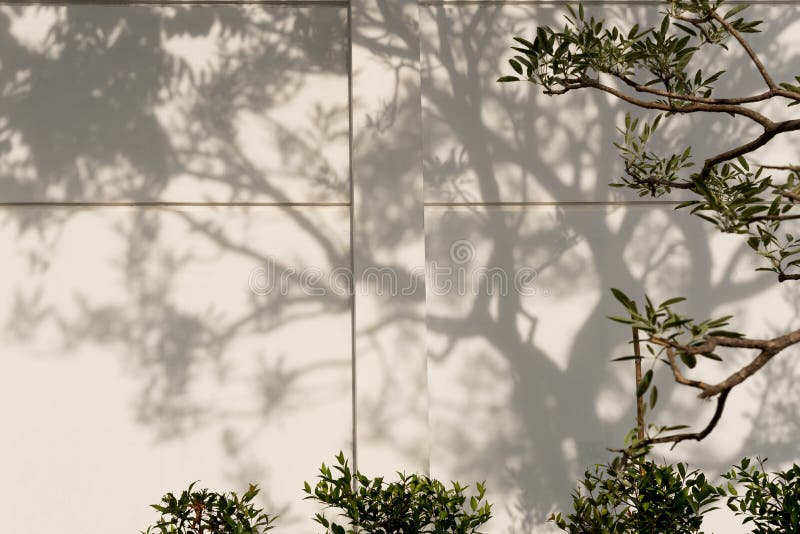 Tree Shadows background. stock photo. Image of background - 77283142