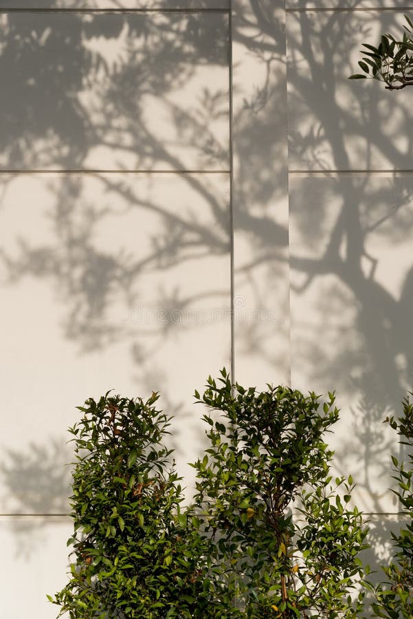 Tree Shadows background. stock photo. Image of concrete - 77283174