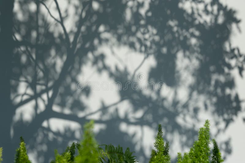 Tree Shadows background stock photo. Image of garden - 169043982