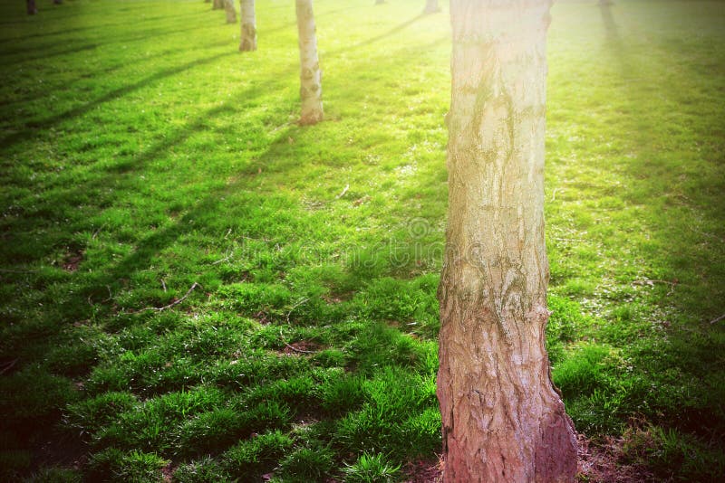 Tree Shadows Background in the Wood and Green Grass Land. Sunset and ...