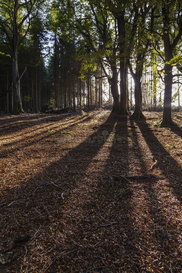 Tree Shadows in Beech Forest in Scotland. Stock Image - Image of trees ...