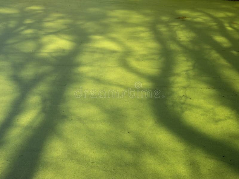 Tree Shadows on Duckweed in Forest Pond Stock Photo - Image of shadow ...