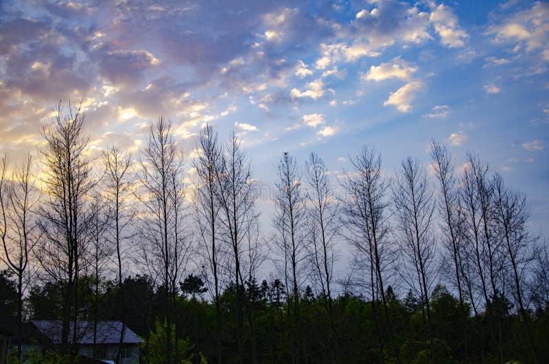 Tree Shadows at Dusk in the Countryside Stock Image - Image of tree ...