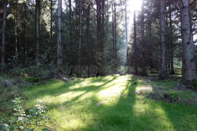 Tree Shadows in a Forest stock image. Image of grass - 161252047