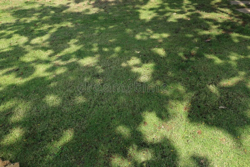 Tree Shadows in the Garden. Stock Image - Image of garden, tree: 135250009