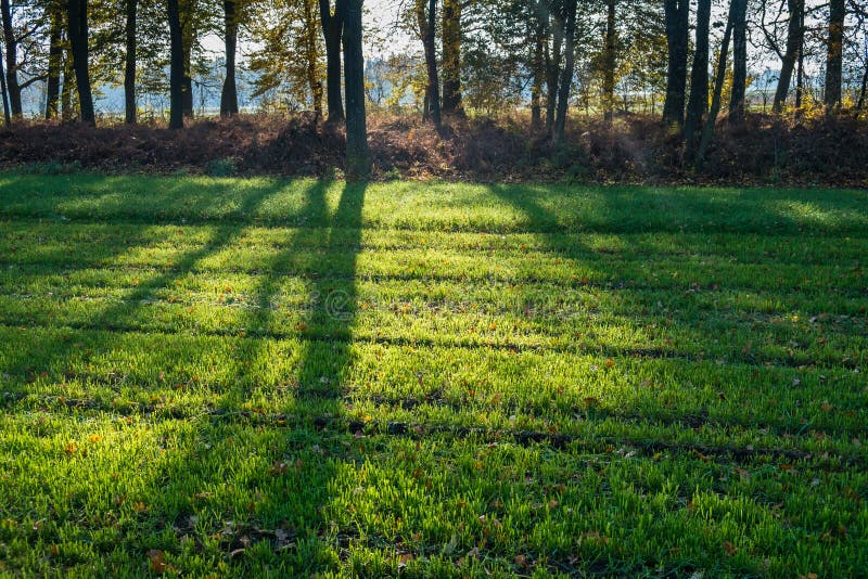 Tree Shadows on the Ground. Stock Photo - Image of shadow, ground: 98572784