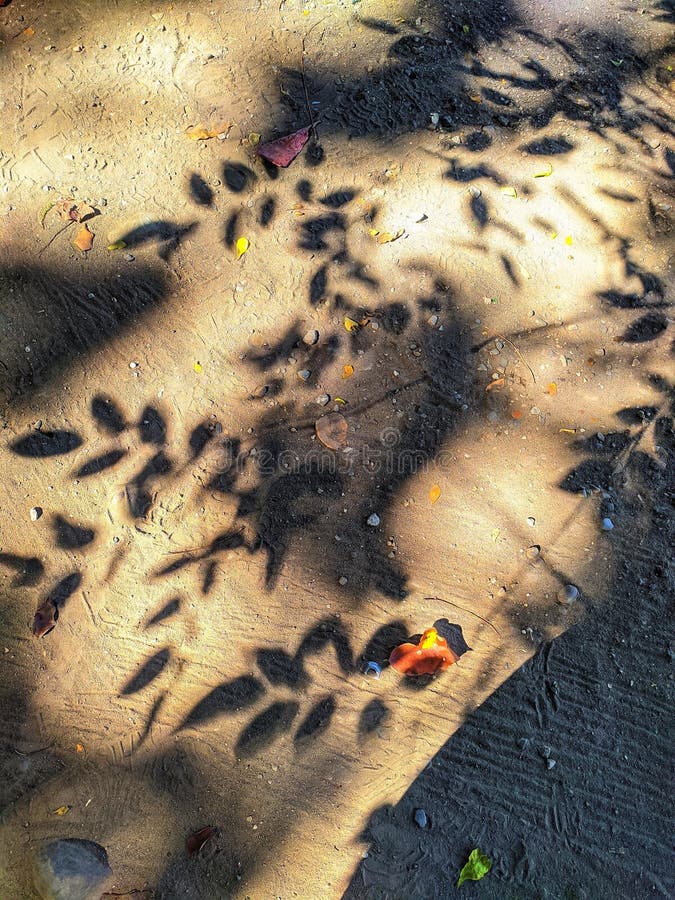 Tree shadows on the ground editorial stock photo. Image of shadows ...