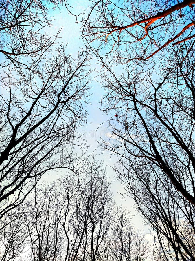 Tree Shadows Landscape Background Forest Nature Stock Image - Image of ...