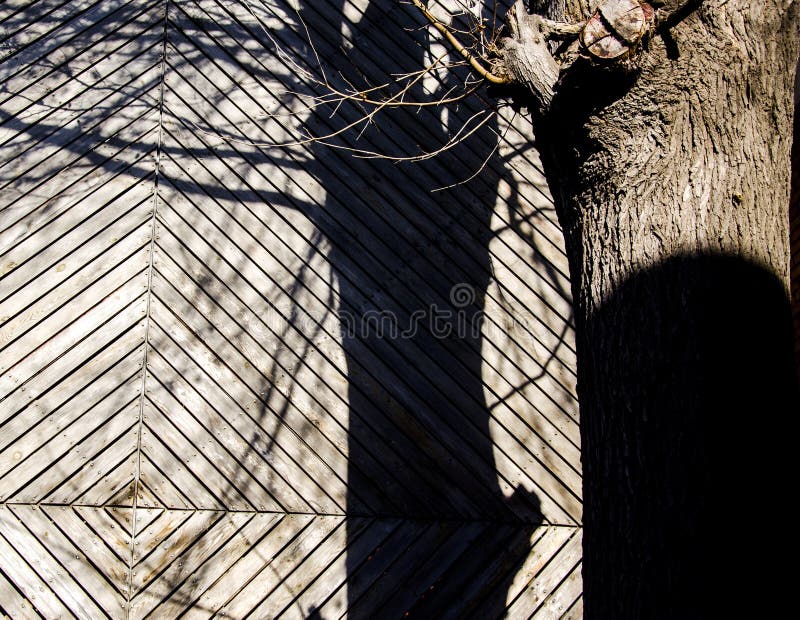 Tree shadow stock image. Image of building, feather - 106663673