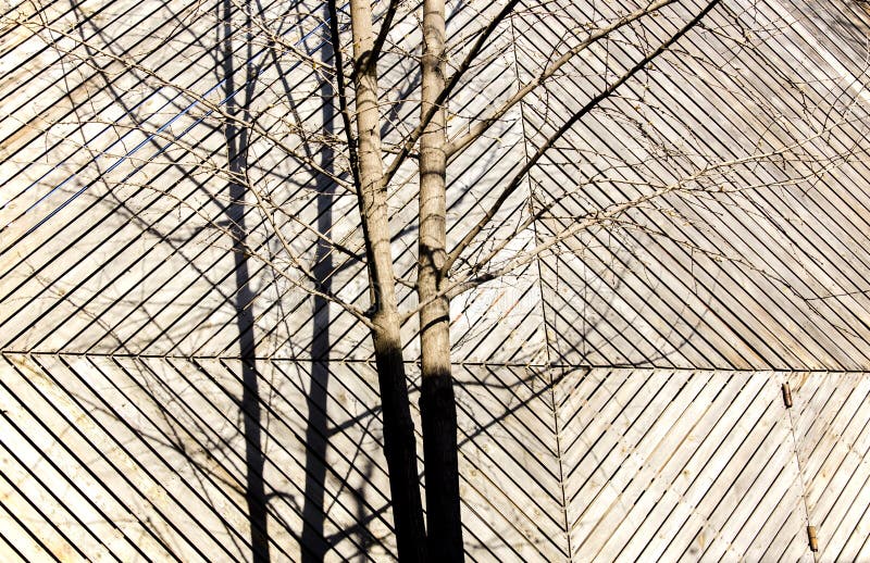 Tree shadow stock photo. Image of board, tree, clinch - 106663848