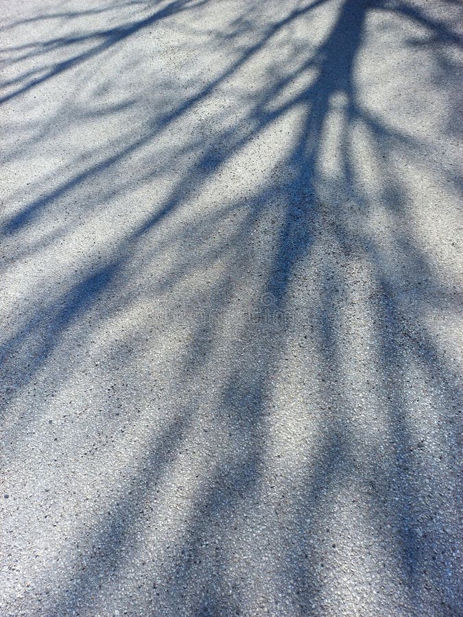 Tree Shadow on the Sidewalk. Stock Photo - Image of cement, sunny ...