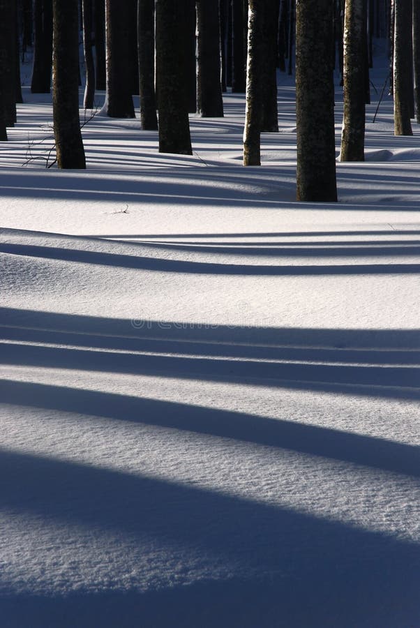 Tree shadows on snow stock photo. Image of outdoor, forest - 28569276