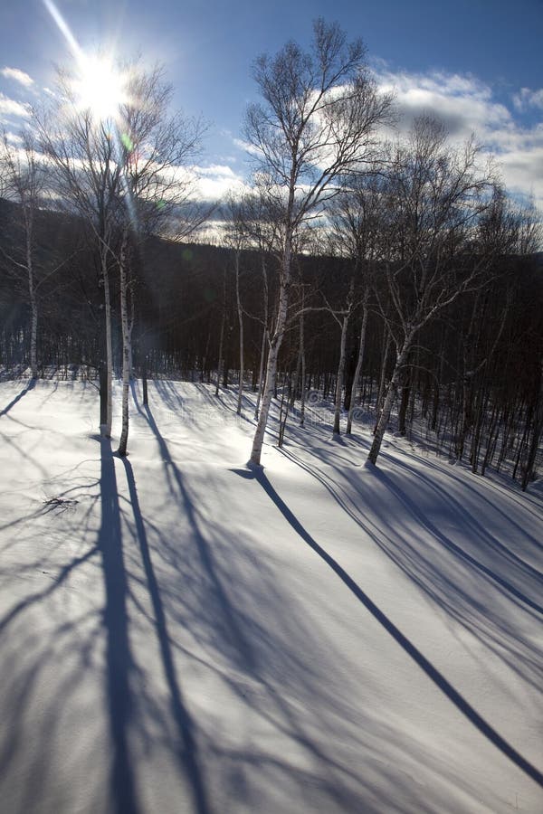 Tree Shadows in Snow stock photo. Image of mountains - 28904436