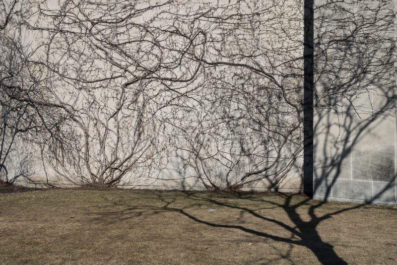 Tree shadows stock photo. Image of branch, shadow, branches - 259105902