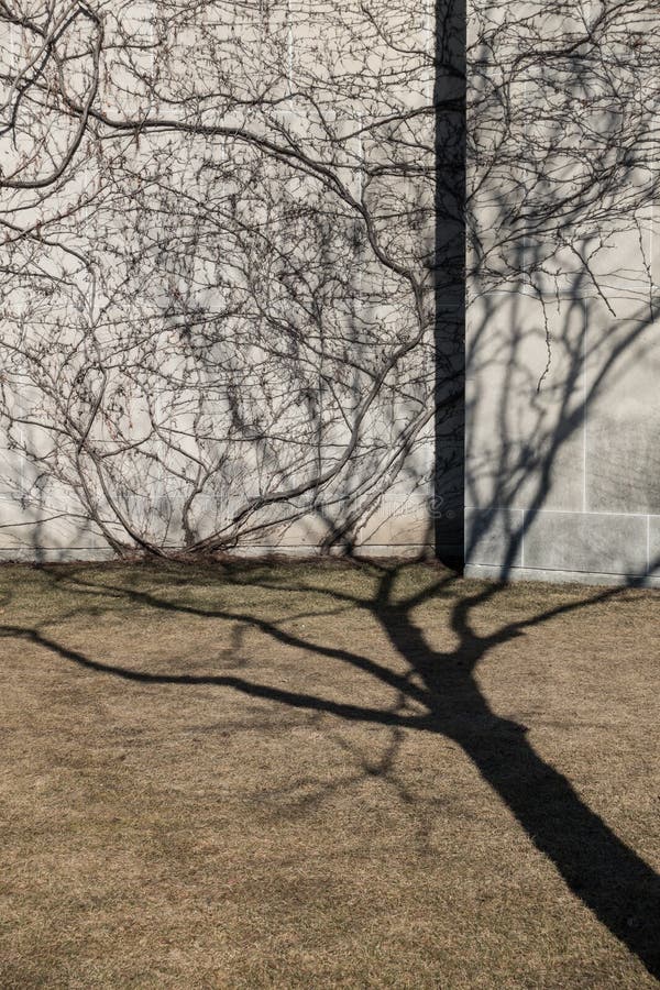 Tree shadows stock image. Image of shadowplay, backgrounds - 259118665