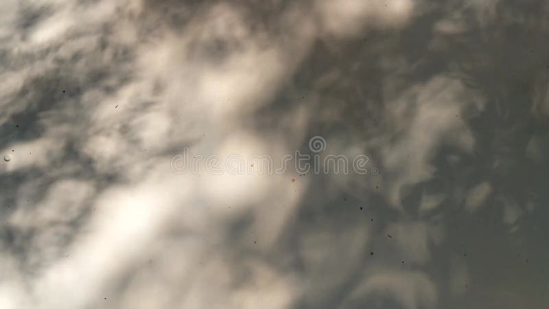 Tree Shadows Swaying in the Wind on Grunge Concrete Background. Bokeh ...