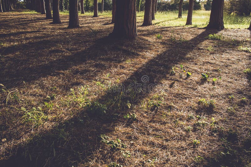 Tree shadows stock photo. Image of shadows, grass, green - 115328898