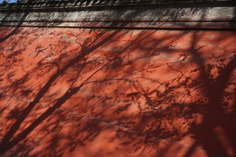 Tree Shadows stock image. Image of nature, soil, shadows - 262093599