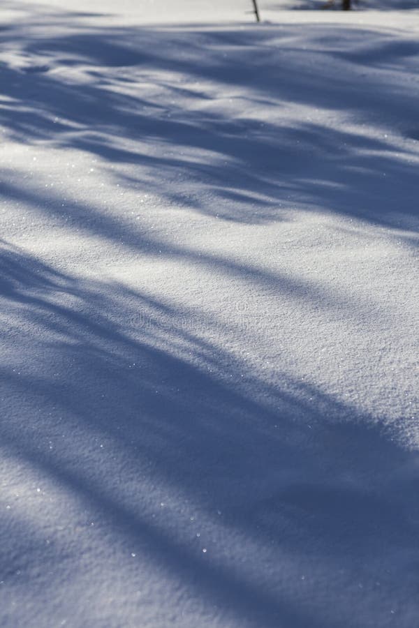 Tree Shadows on Virgin Snow Stock Photo - Image of winter, wilderness ...