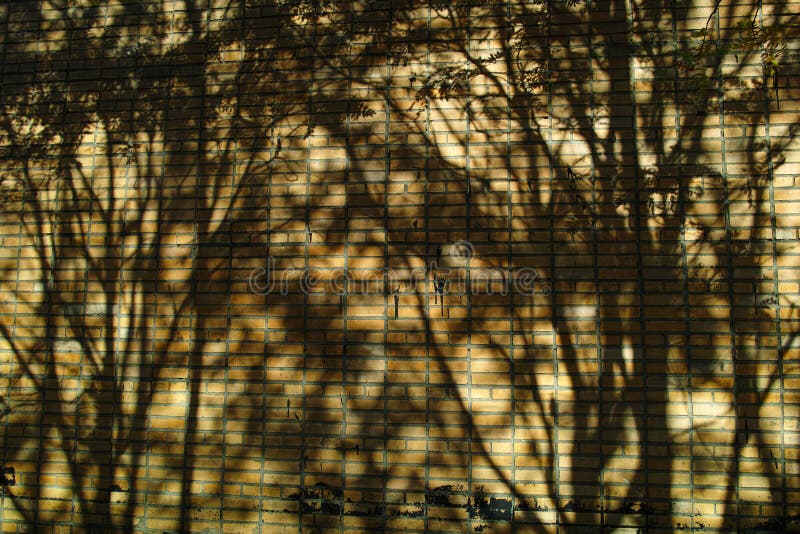 Tree shadows on the wall stock photo. Image of color - 45369616