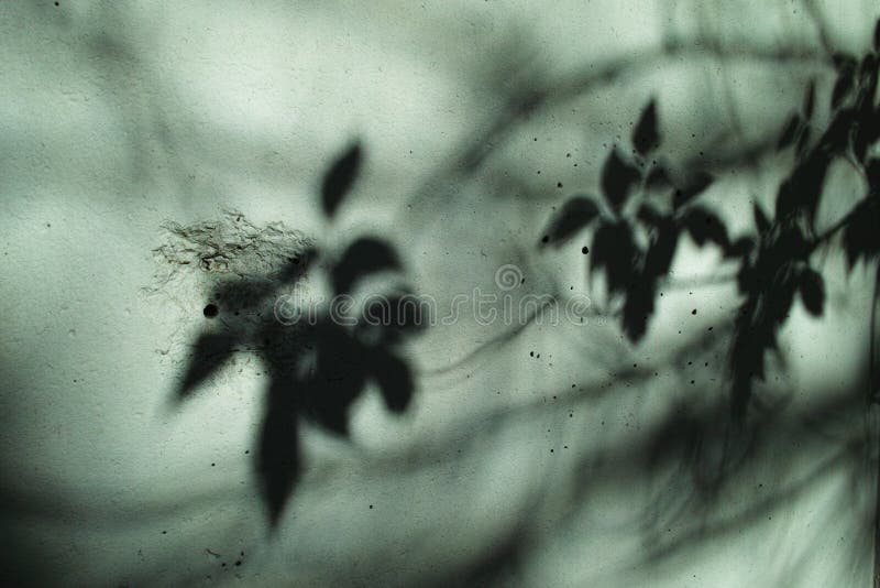 Tree Shadows on Glass in Frost Stock Image - Image of details, crystal ...