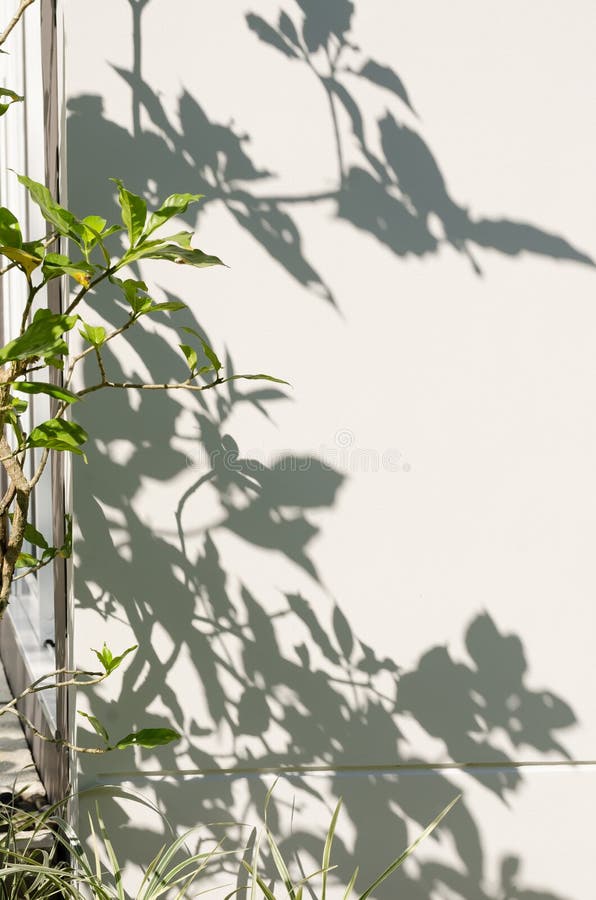 Tree Shadows on the Wall. stock photo. Image of meditation - 62744400